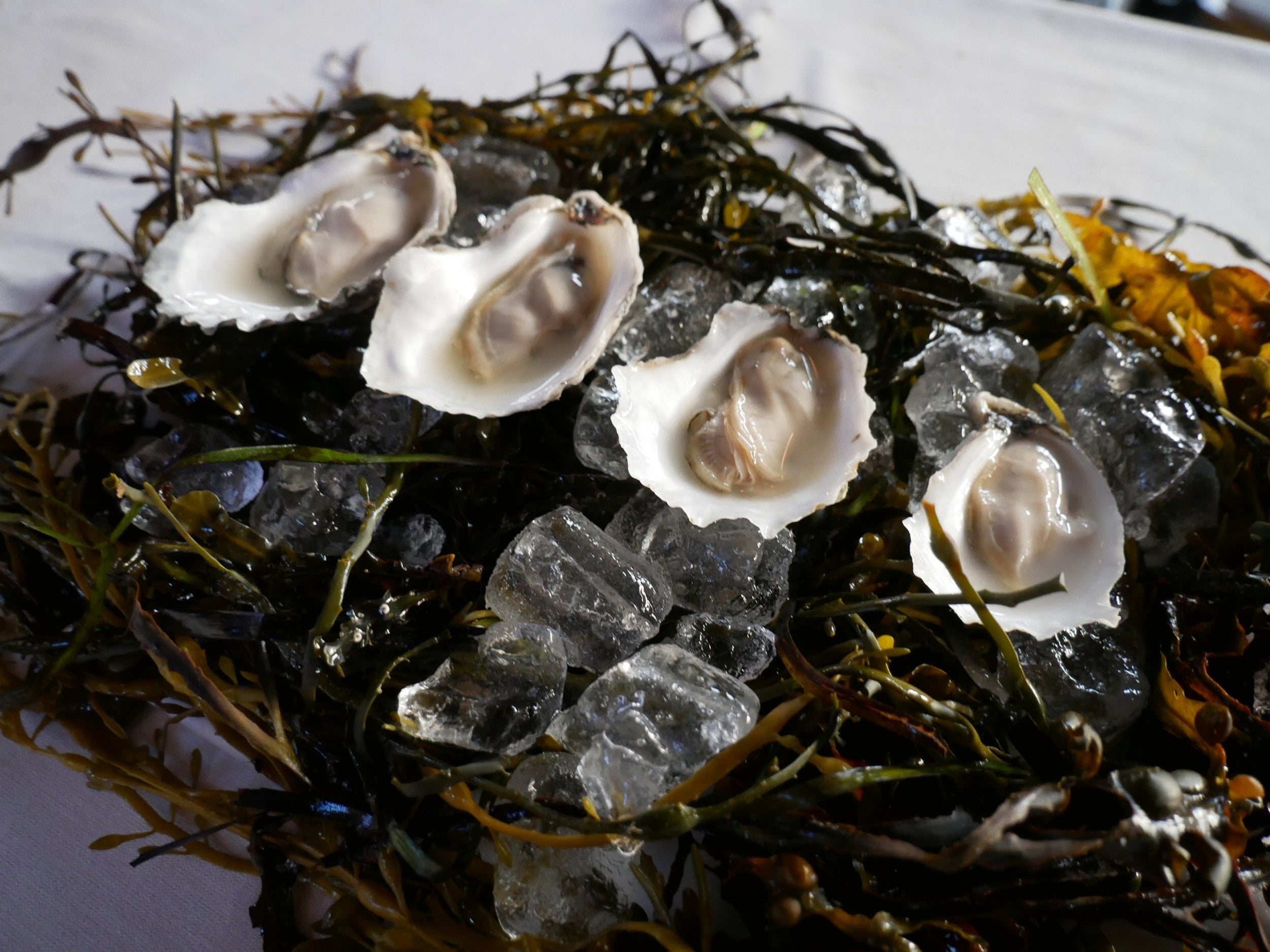 Shop Oysters & Mussels at Heritage Seaweed | Heritage Seaweed