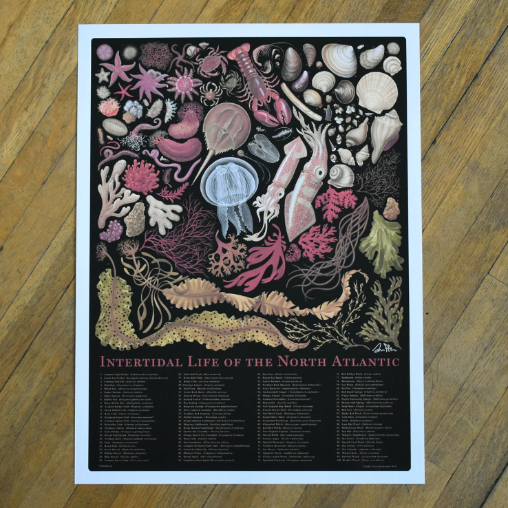 Intertidal · 18"x24" poster · Jada Fitch Illustration – Heritage Seaweed