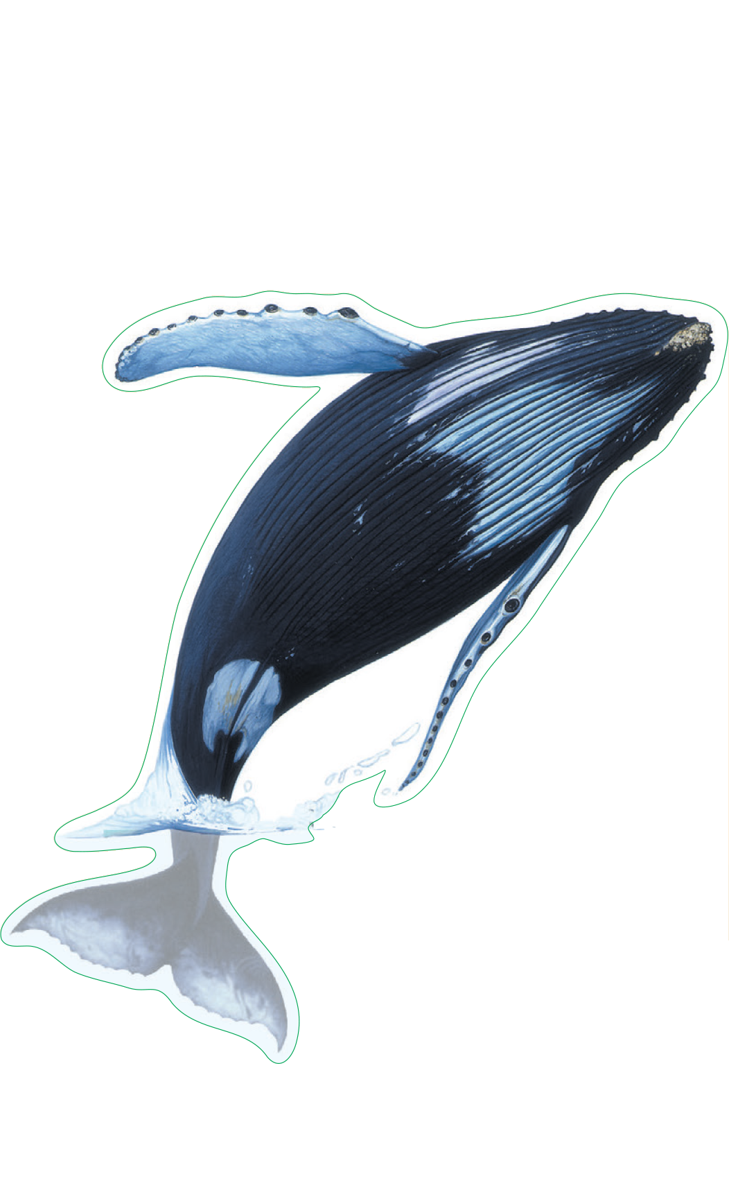 Humpback Whale Breach Sticker – Heritage Seaweed