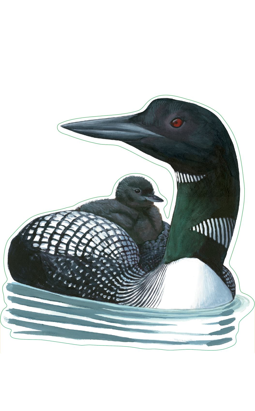Common Loon with Chick Sticker – Heritage Seaweed