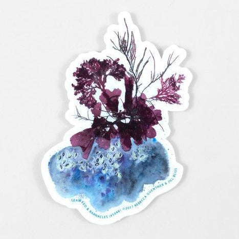 Seaweed & Barnacles Sticker | Heritage Seaweed